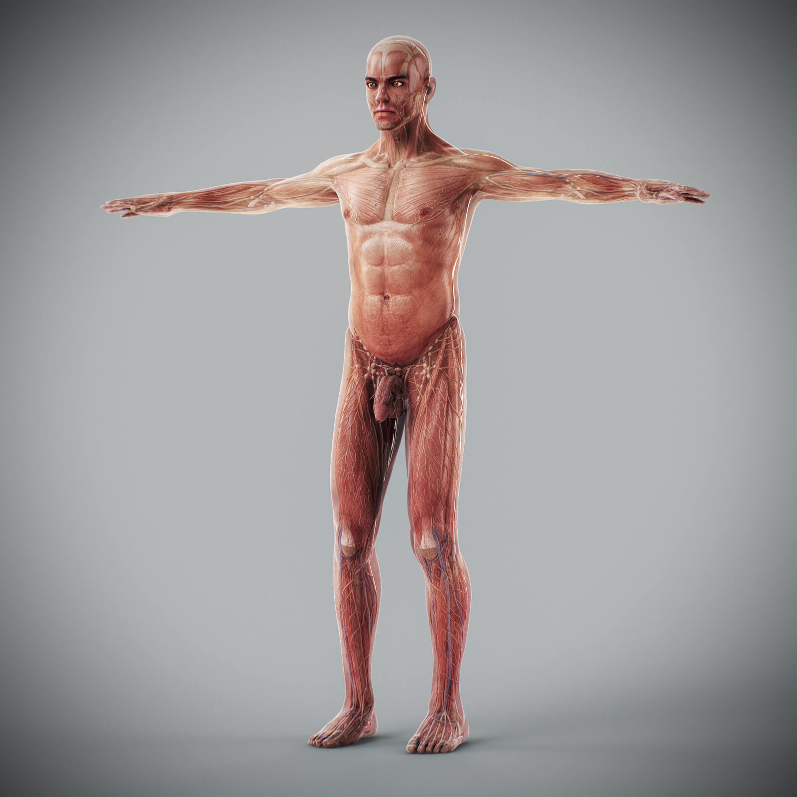 Human Male Complete Anatomy - 3D Model by NoneCG