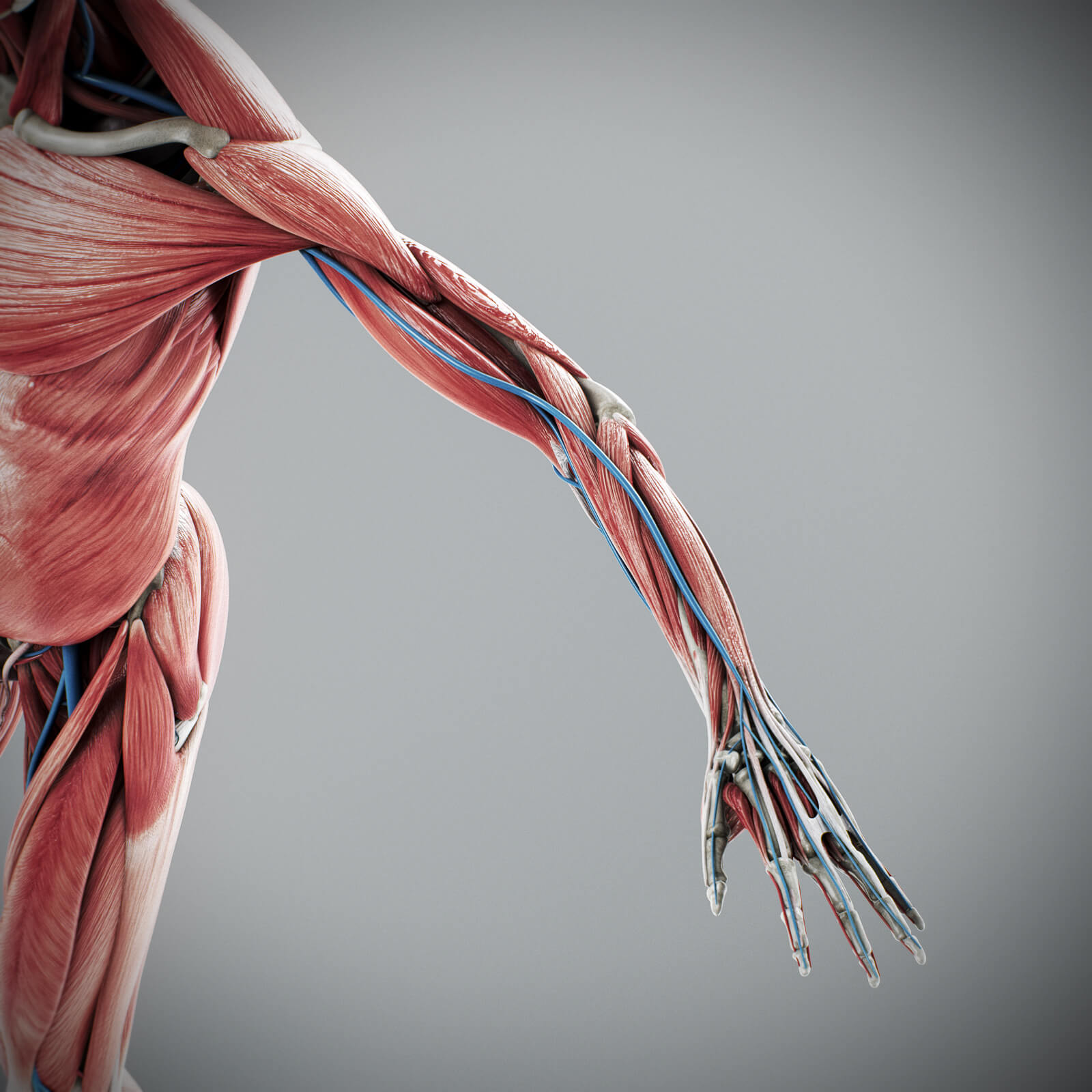 Human Male Complete Anatomy - 3D Model by NoneCG