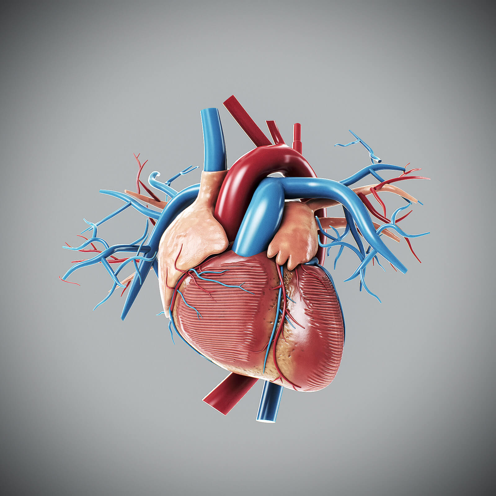 Human Male Complete Anatomy - 3D Model by NoneCG