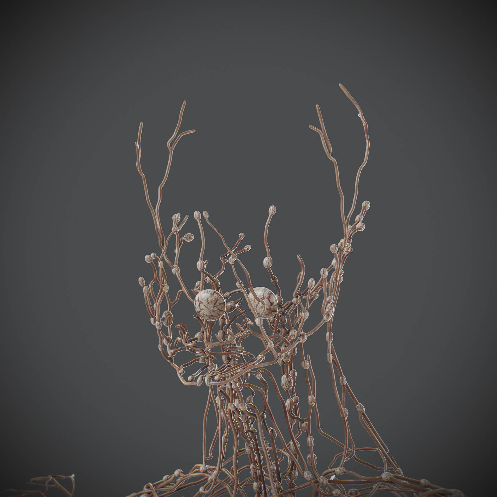 Human Male Lymphatic Anatomy - 3D Model by NoneCG