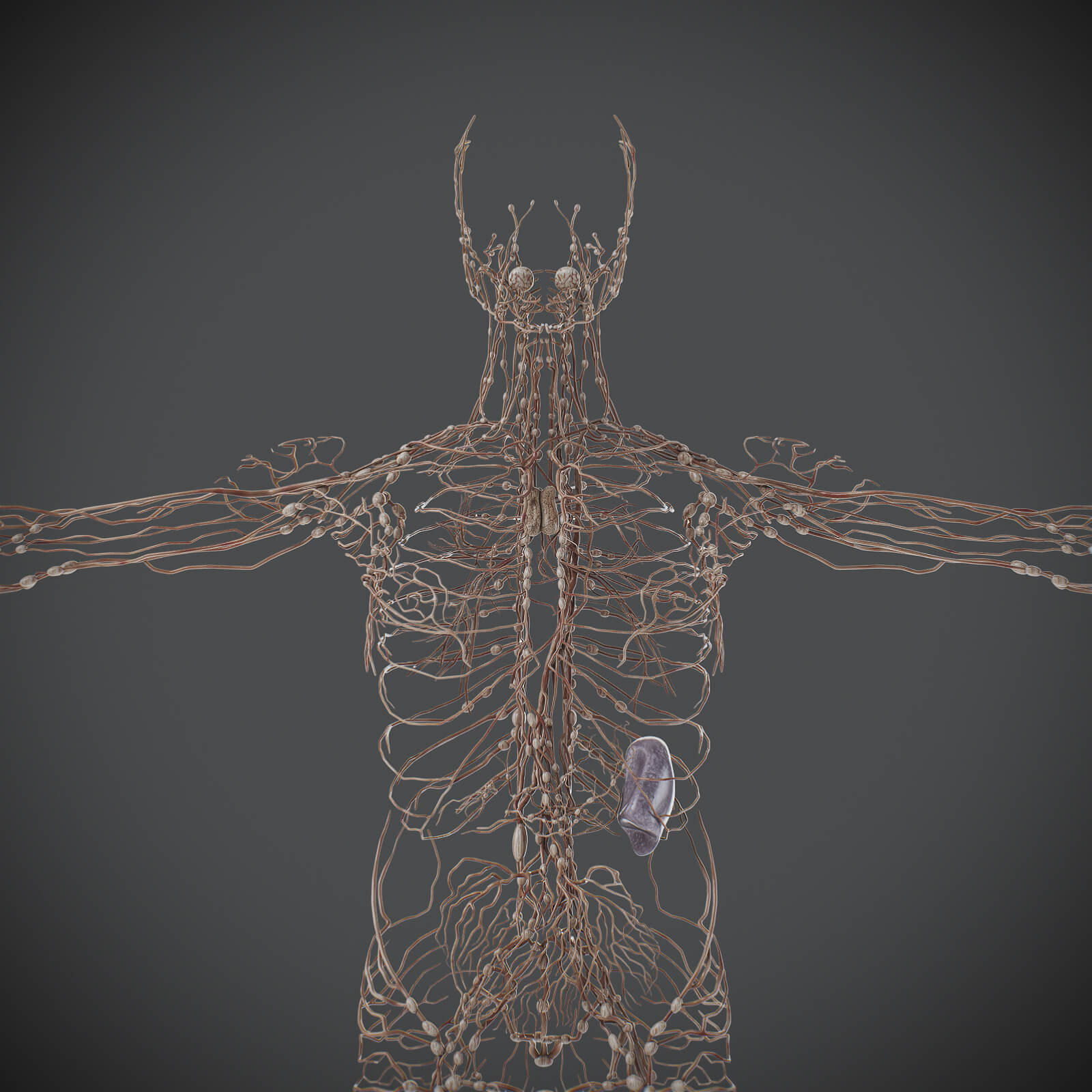 Human Male Lymphatic Anatomy - 3D Model by NoneCG