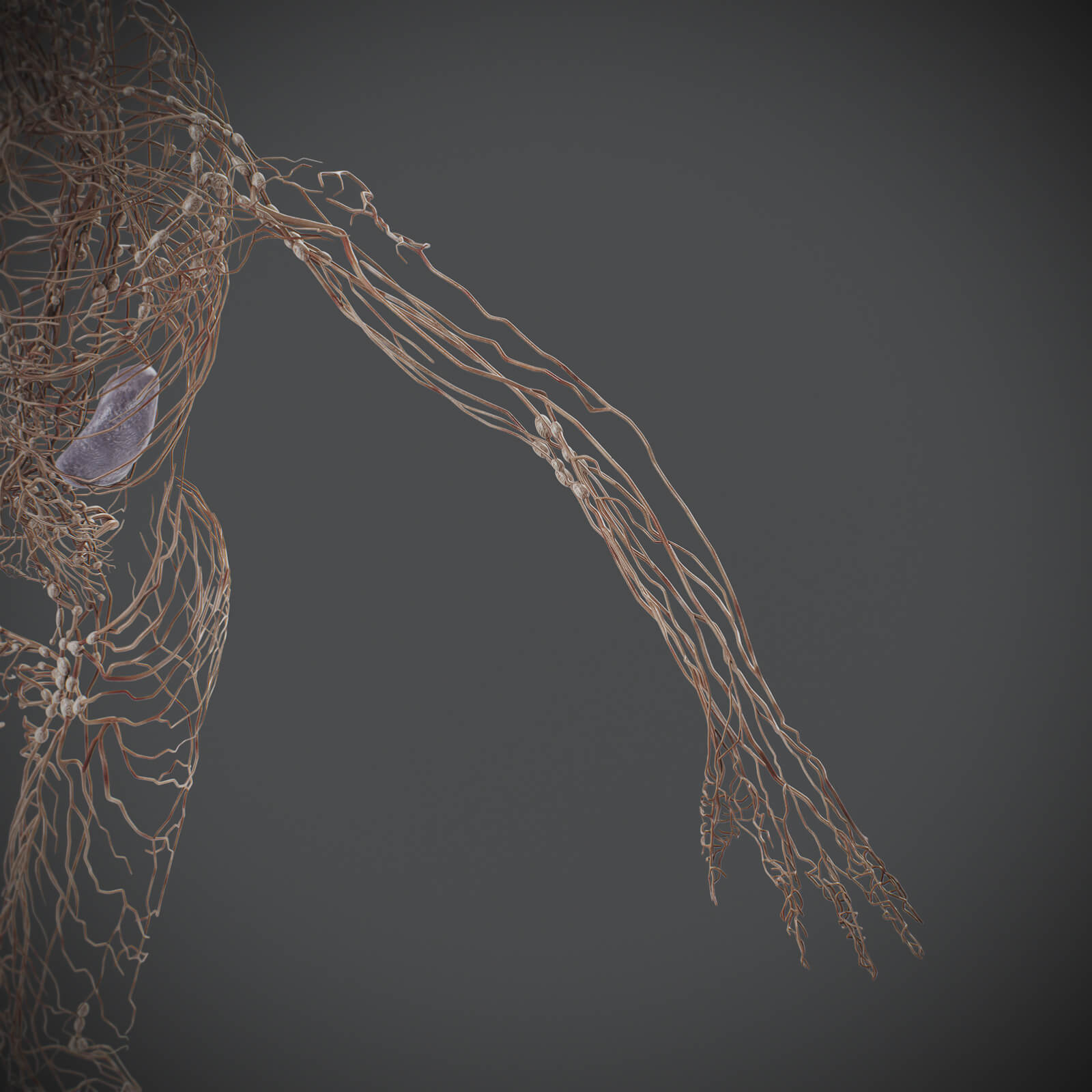 Human Male Lymphatic Anatomy - 3D Model by NoneCG