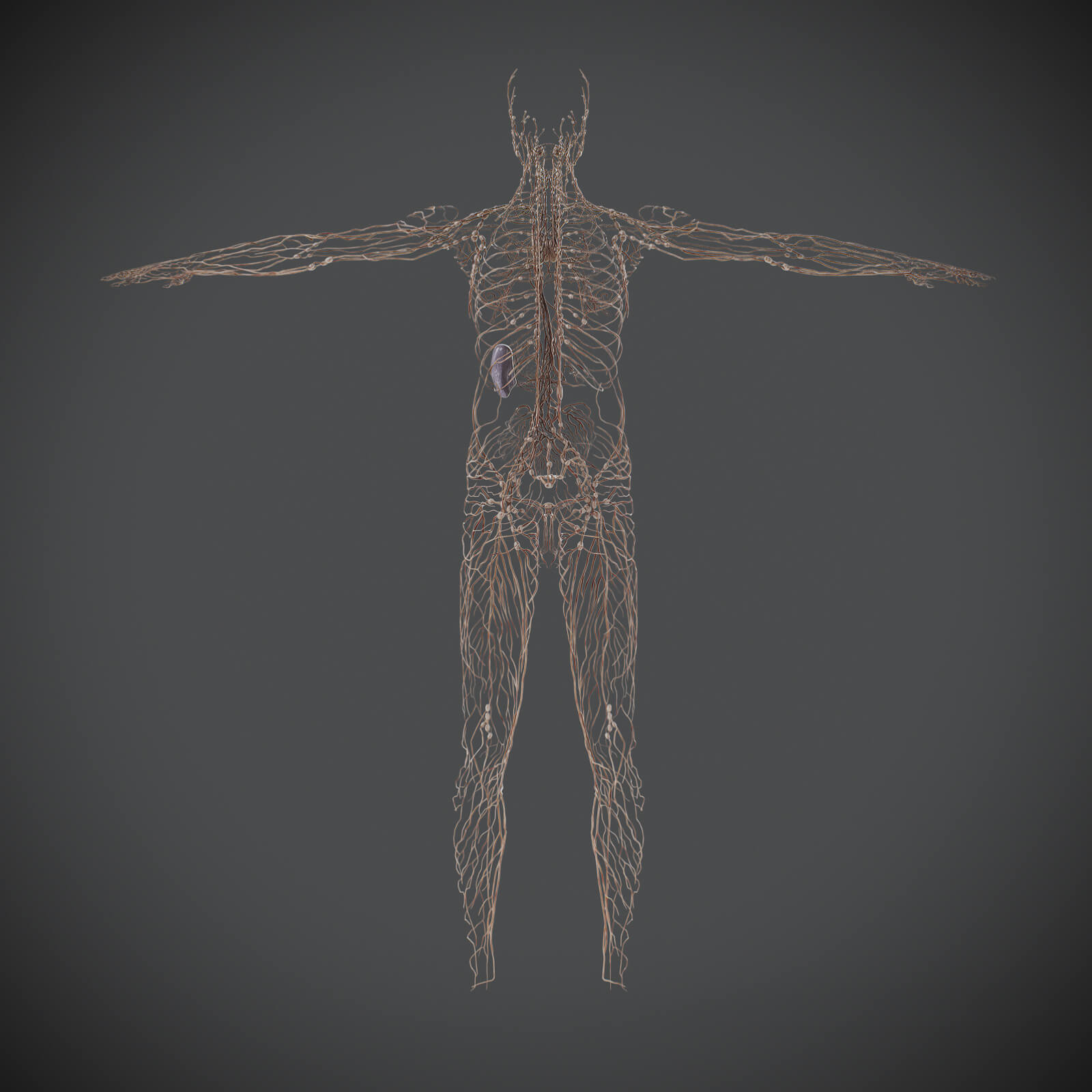 Human Male Lymphatic Anatomy - 3D Model by NoneCG