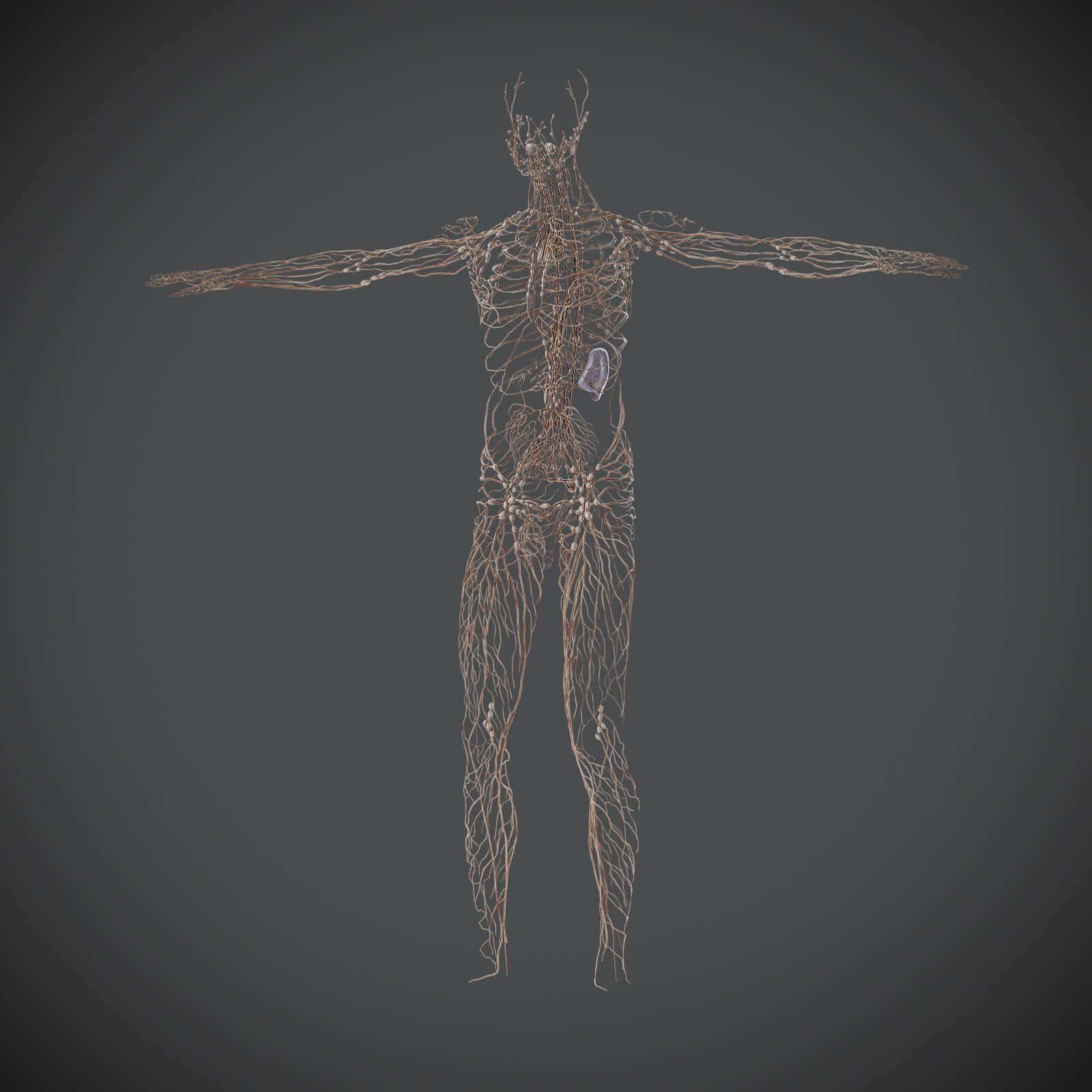 Human Male Lymphatic Anatomy - 3D Model by NoneCG