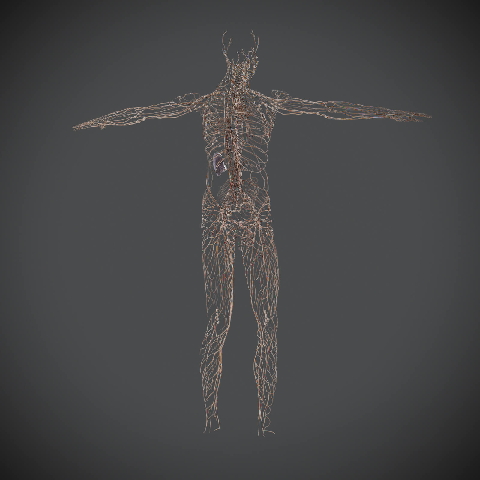 Human Male Lymphatic Anatomy - 3D Model by NoneCG