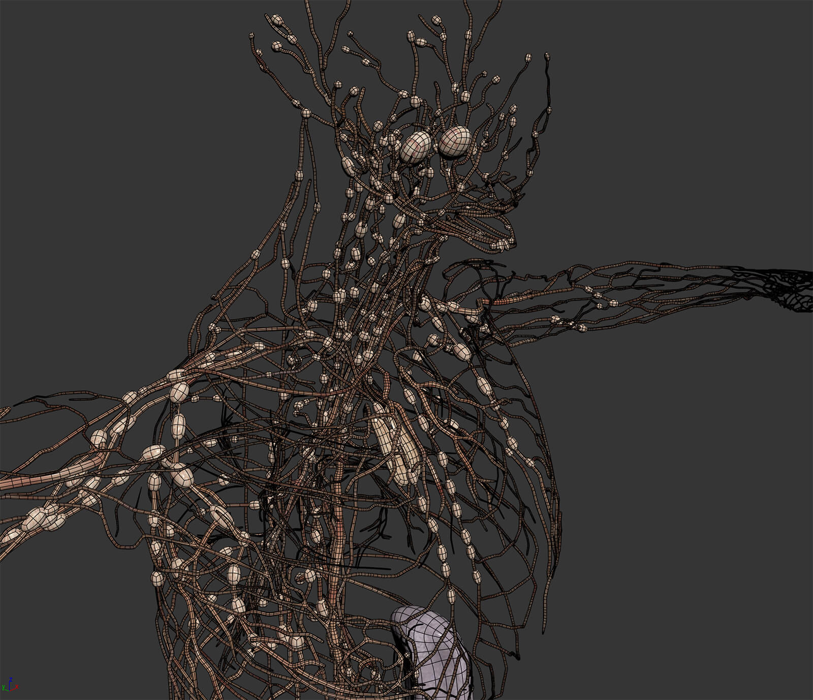 Human Male Lymphatic Anatomy - 3D Model by NoneCG