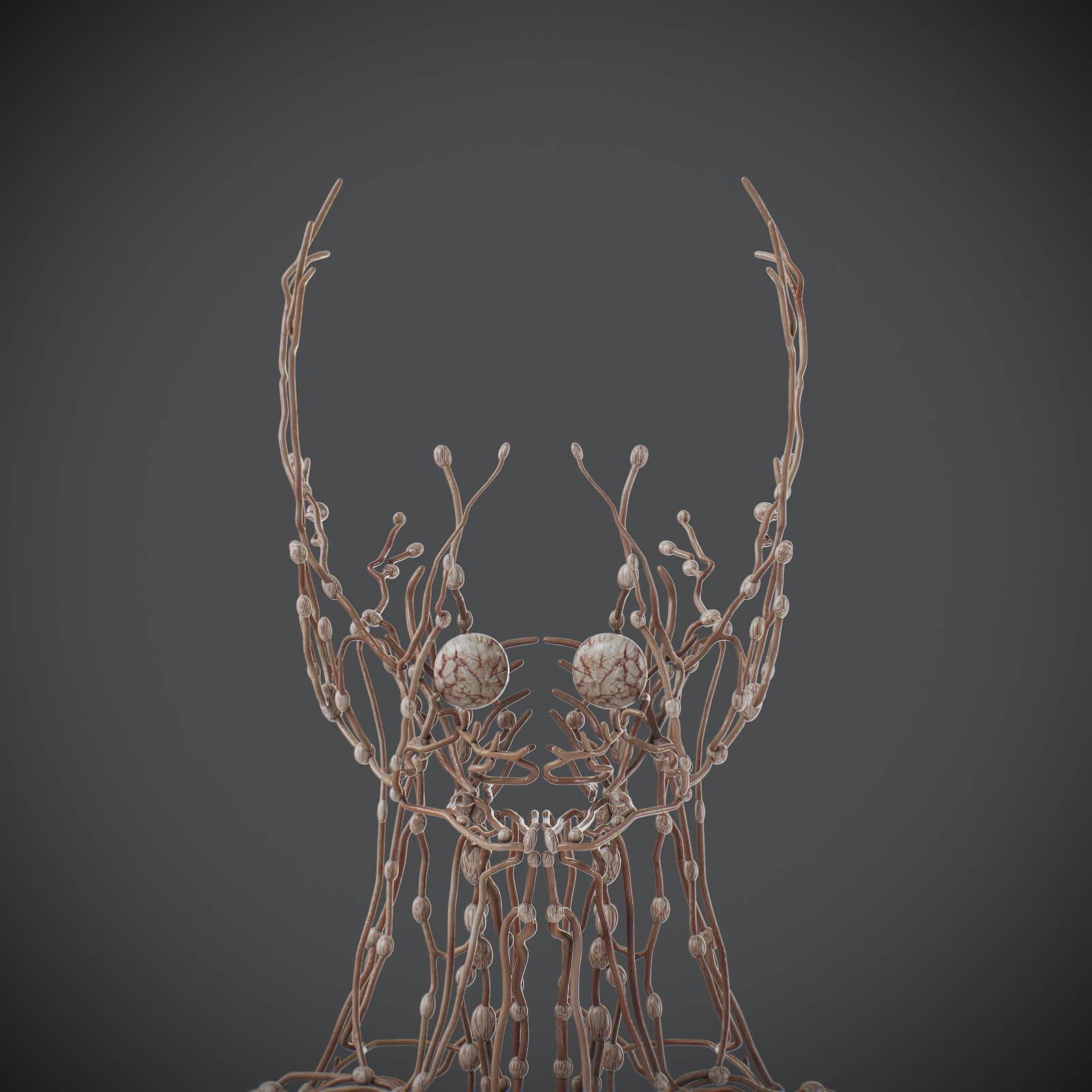 Human Male Lymphatic Anatomy - 3D Model by NoneCG