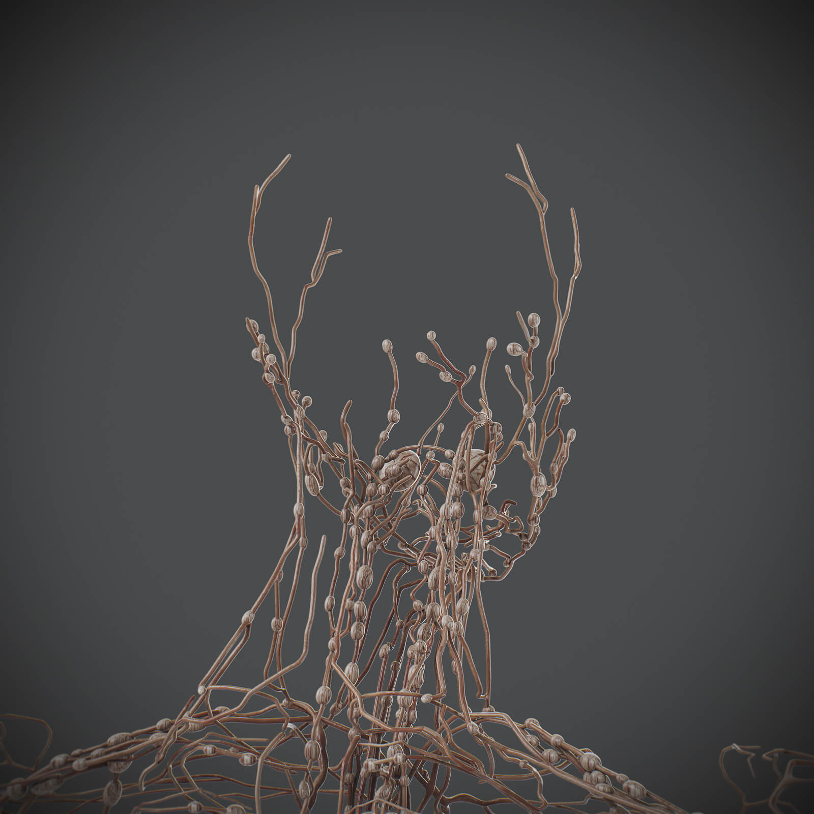 Human Male Lymphatic Anatomy - 3D Model by NoneCG
