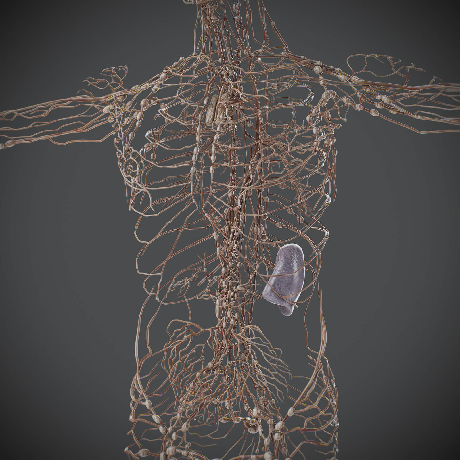 Human Male Lymphatic Anatomy - 3D Model by NoneCG