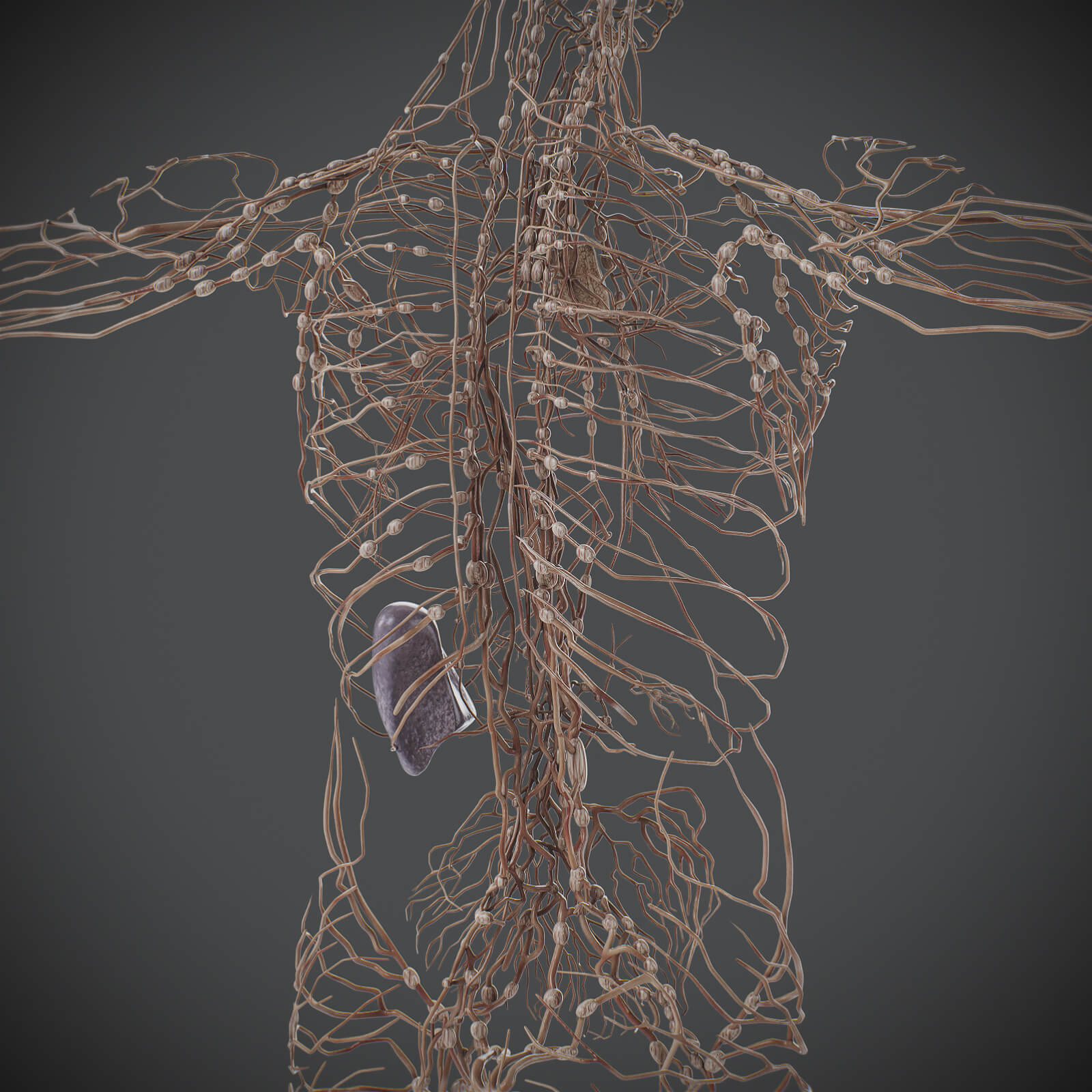 Human Male Lymphatic Anatomy - 3D Model by NoneCG