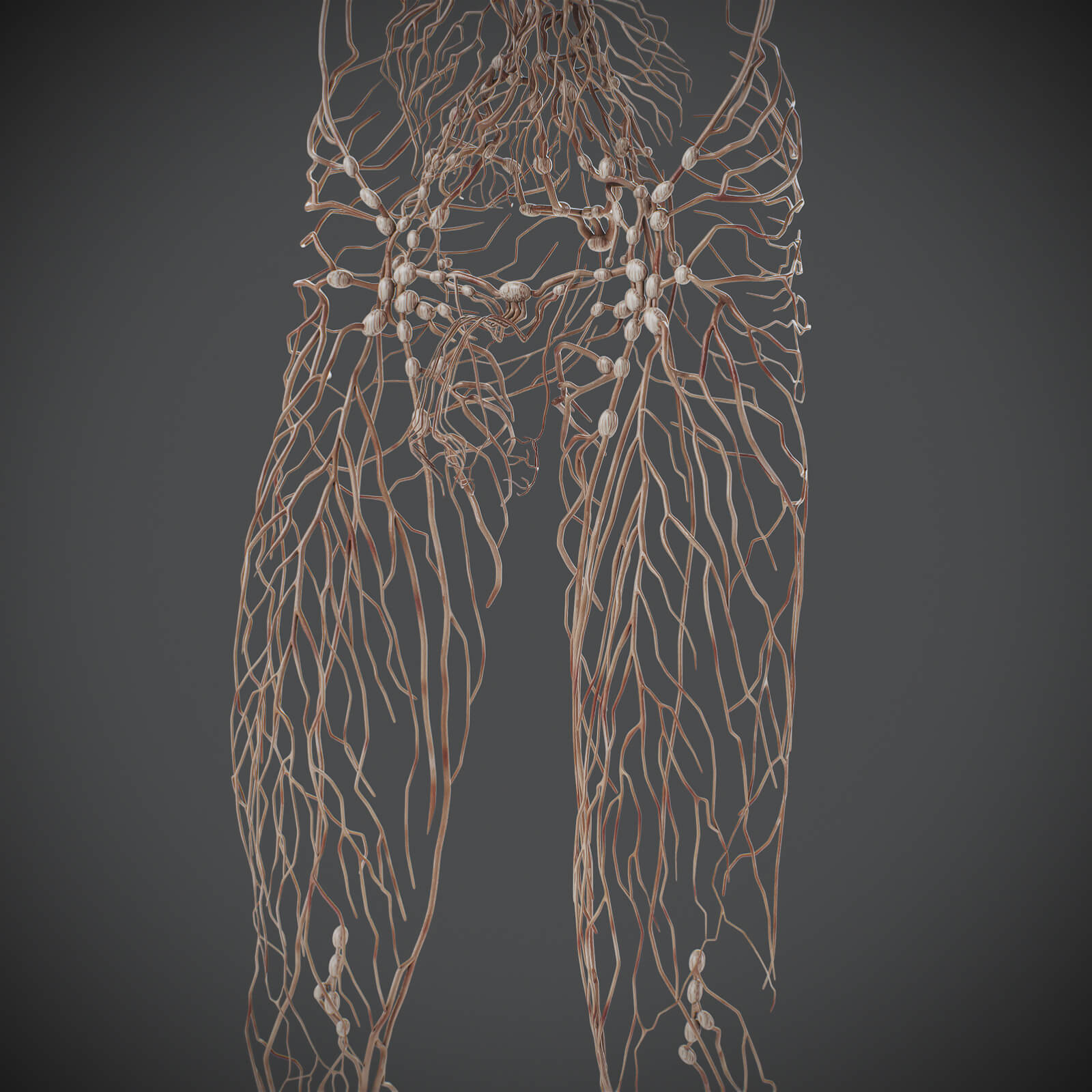 Human Male Lymphatic Anatomy - 3D Model by NoneCG
