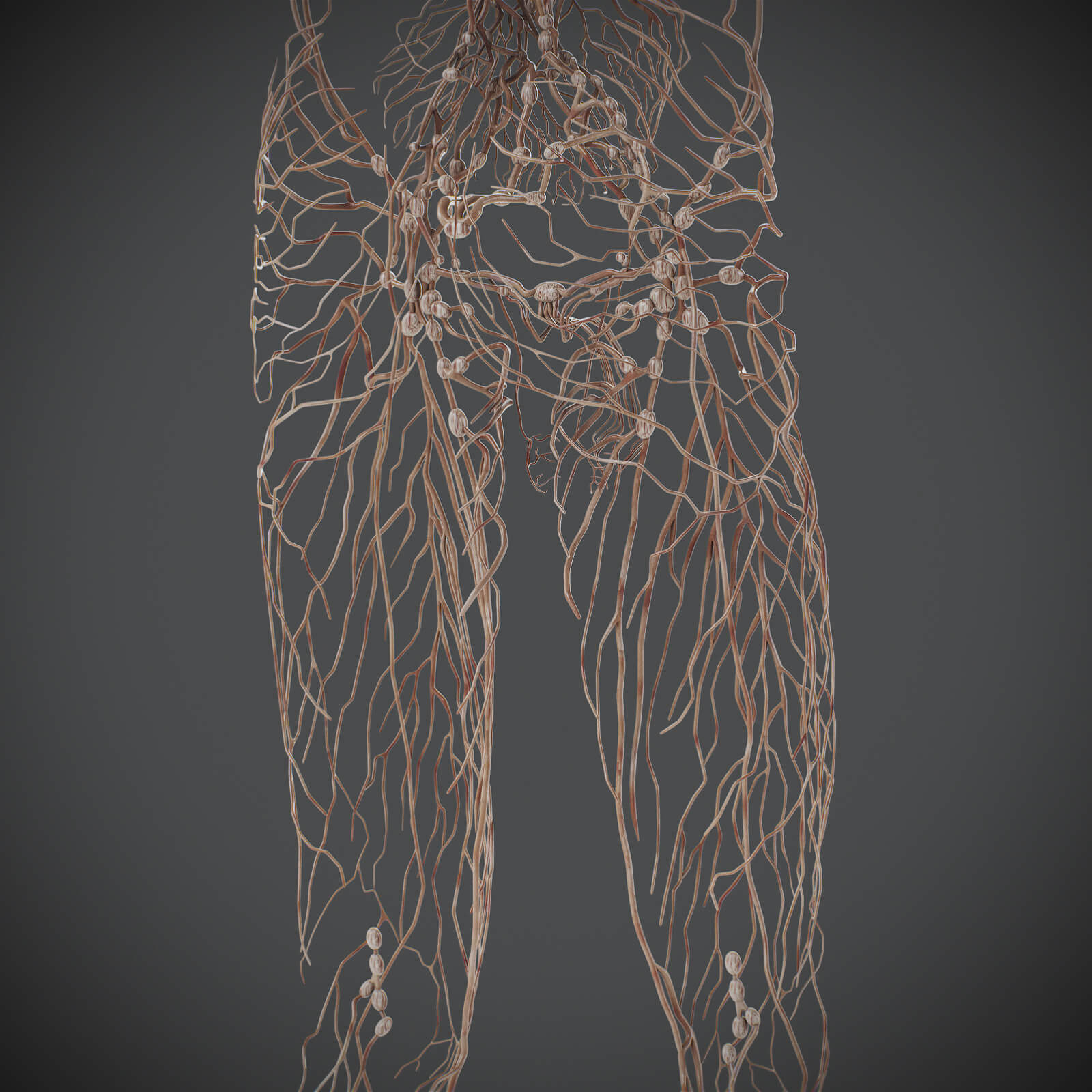 Human Male Lymphatic Anatomy - 3D Model by NoneCG