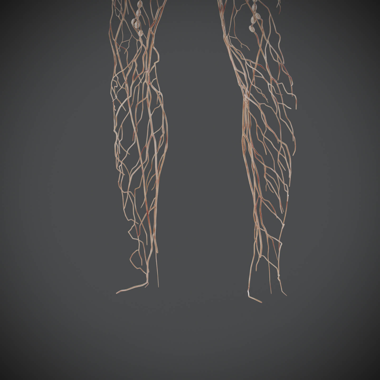 Human Male Lymphatic Anatomy - 3D Model by NoneCG