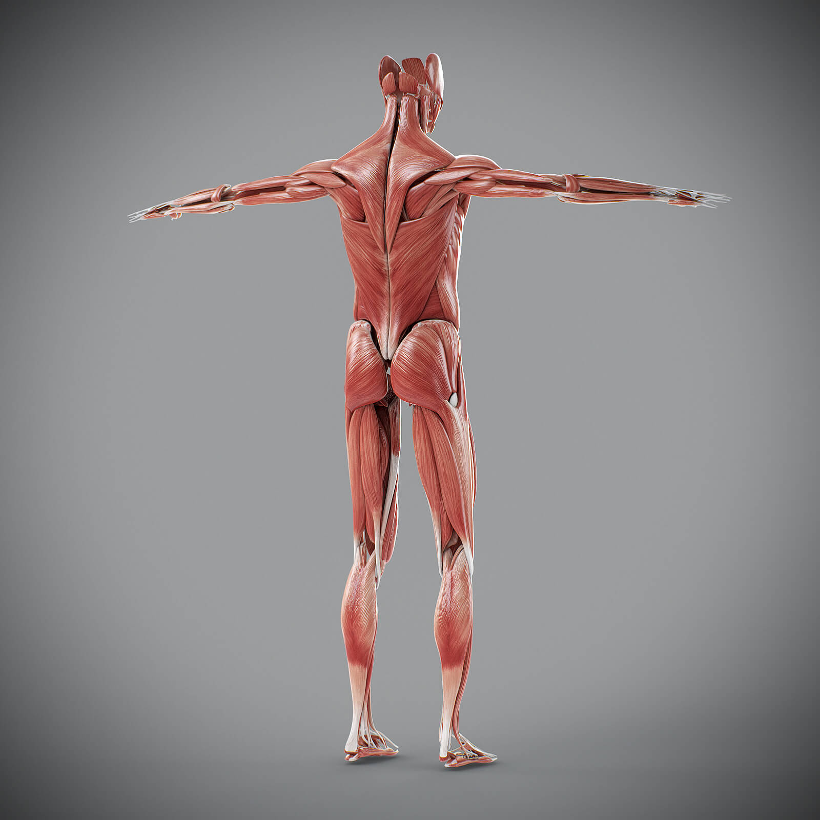 Human Male Muscular Anatomy - 3D Model by NoneCG