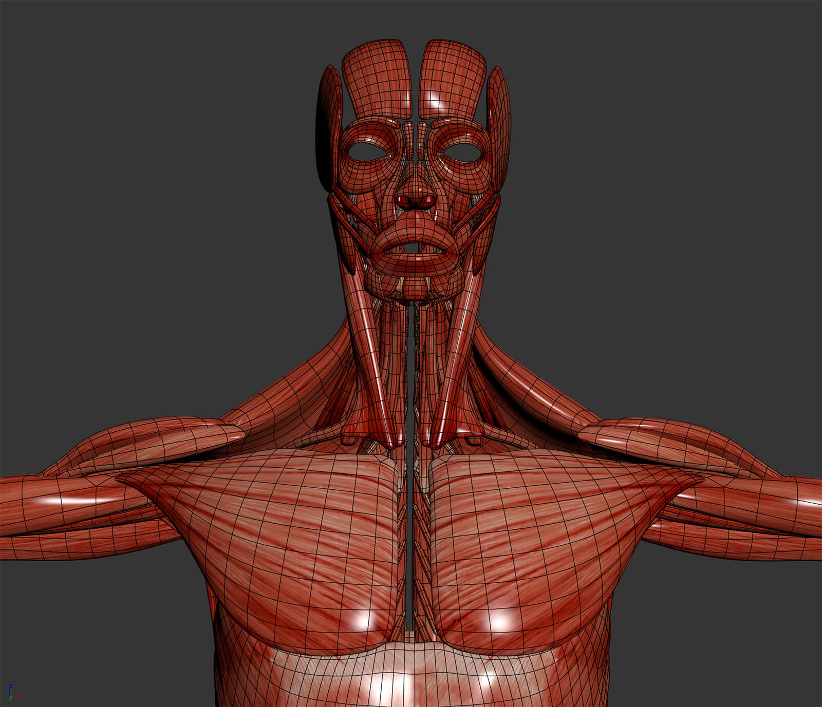 Human Male Muscular Anatomy - 3D Model by NoneCG