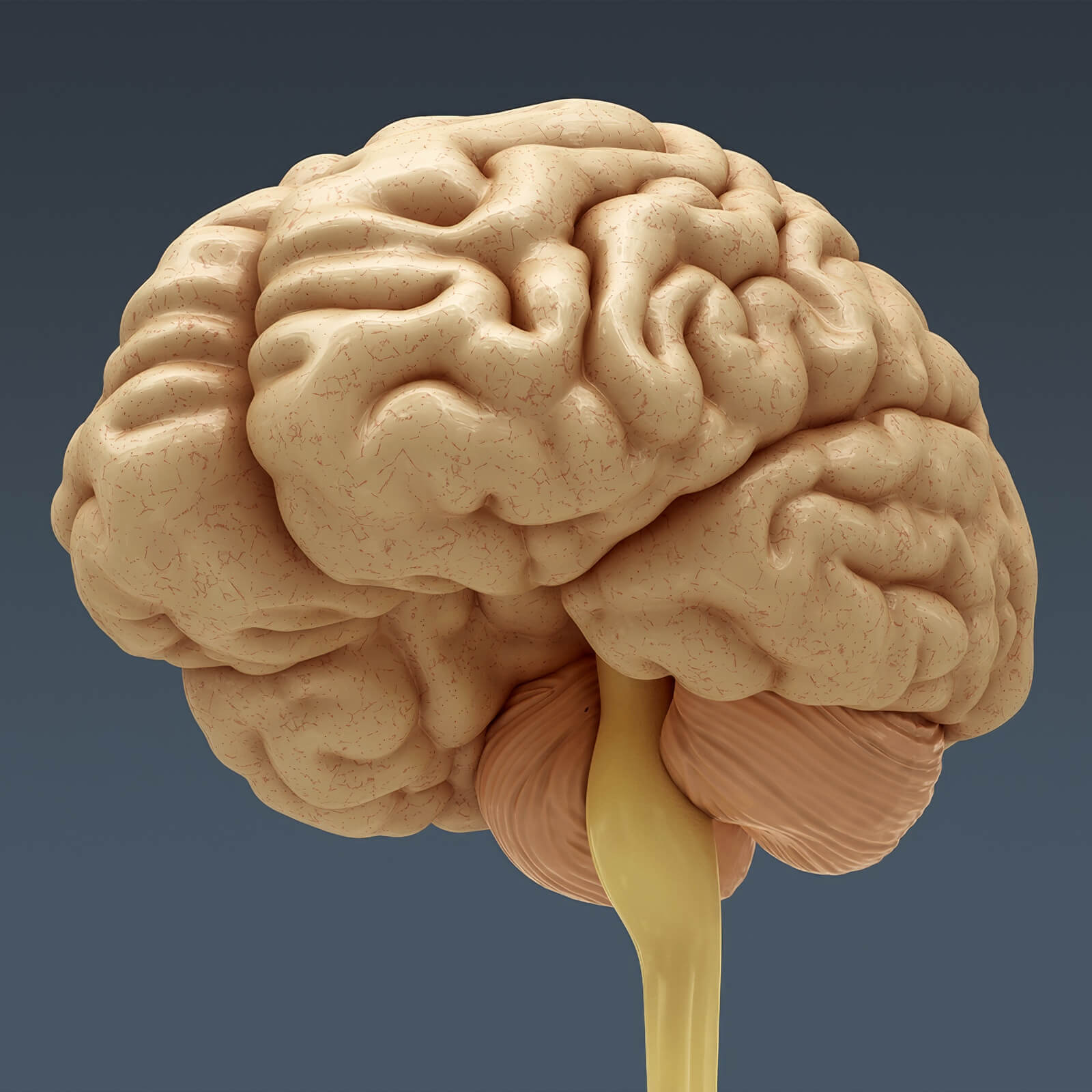 Human Male Nervous Anatomy - 3D Model by NoneCG