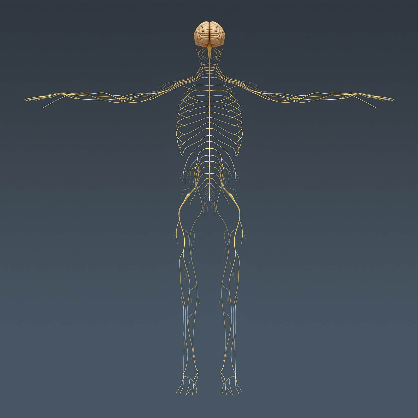 Human Male Nervous Anatomy - 3D Model by NoneCG