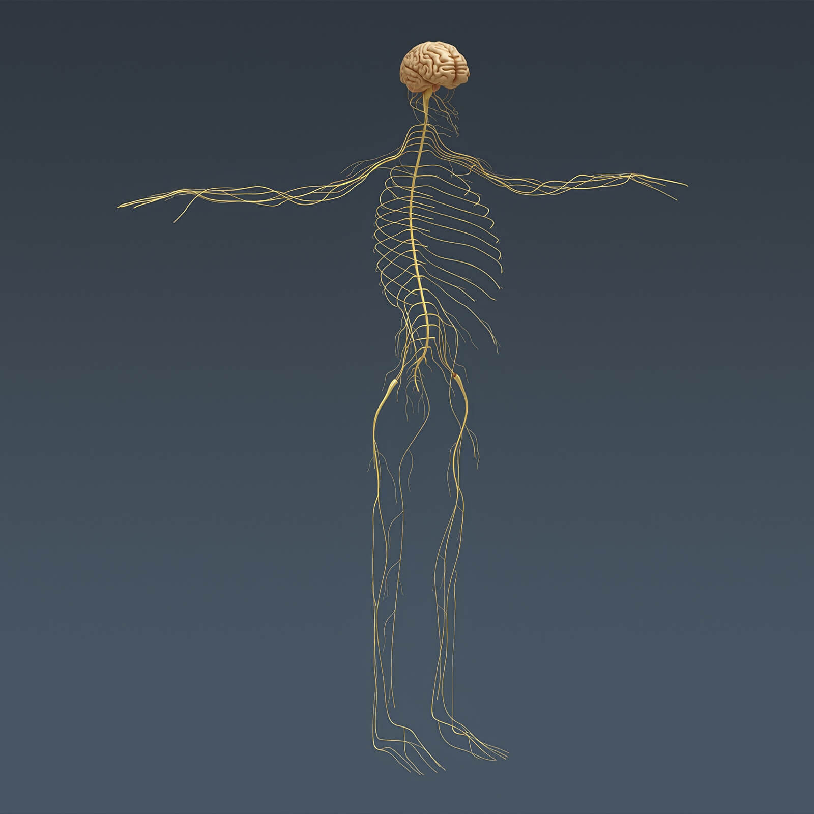 Human Male Nervous Anatomy - 3D Model by NoneCG