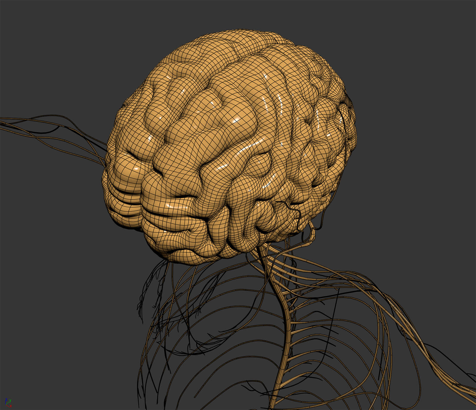 Human Male Nervous Anatomy - 3D Model by NoneCG