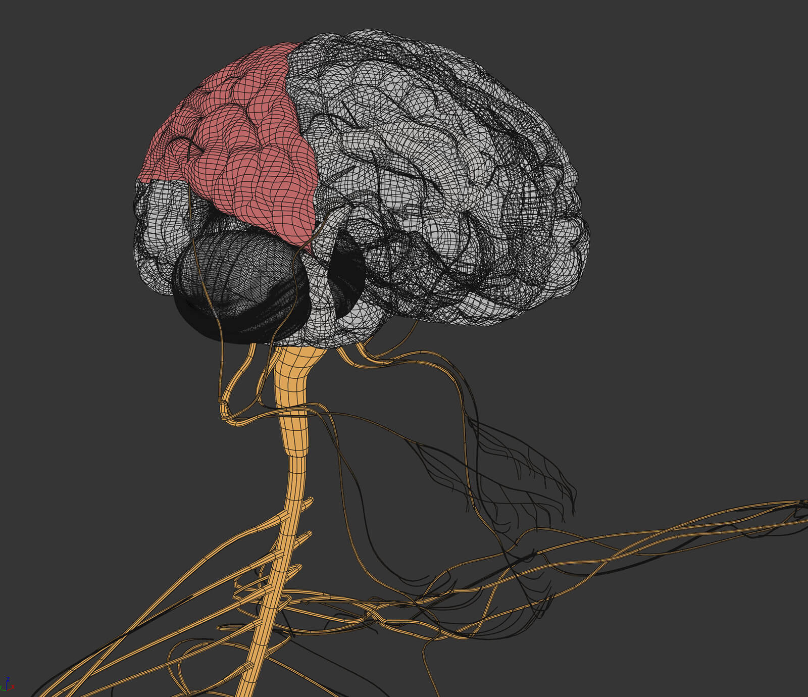 Human Male Nervous Anatomy - 3D Model by NoneCG