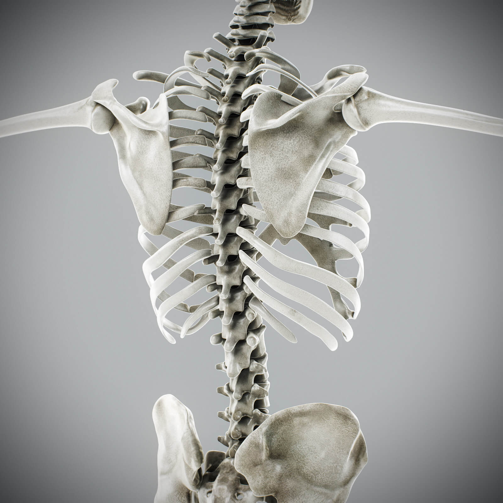 Human Male Skeletal Anatomy - 3D Model by NoneCG