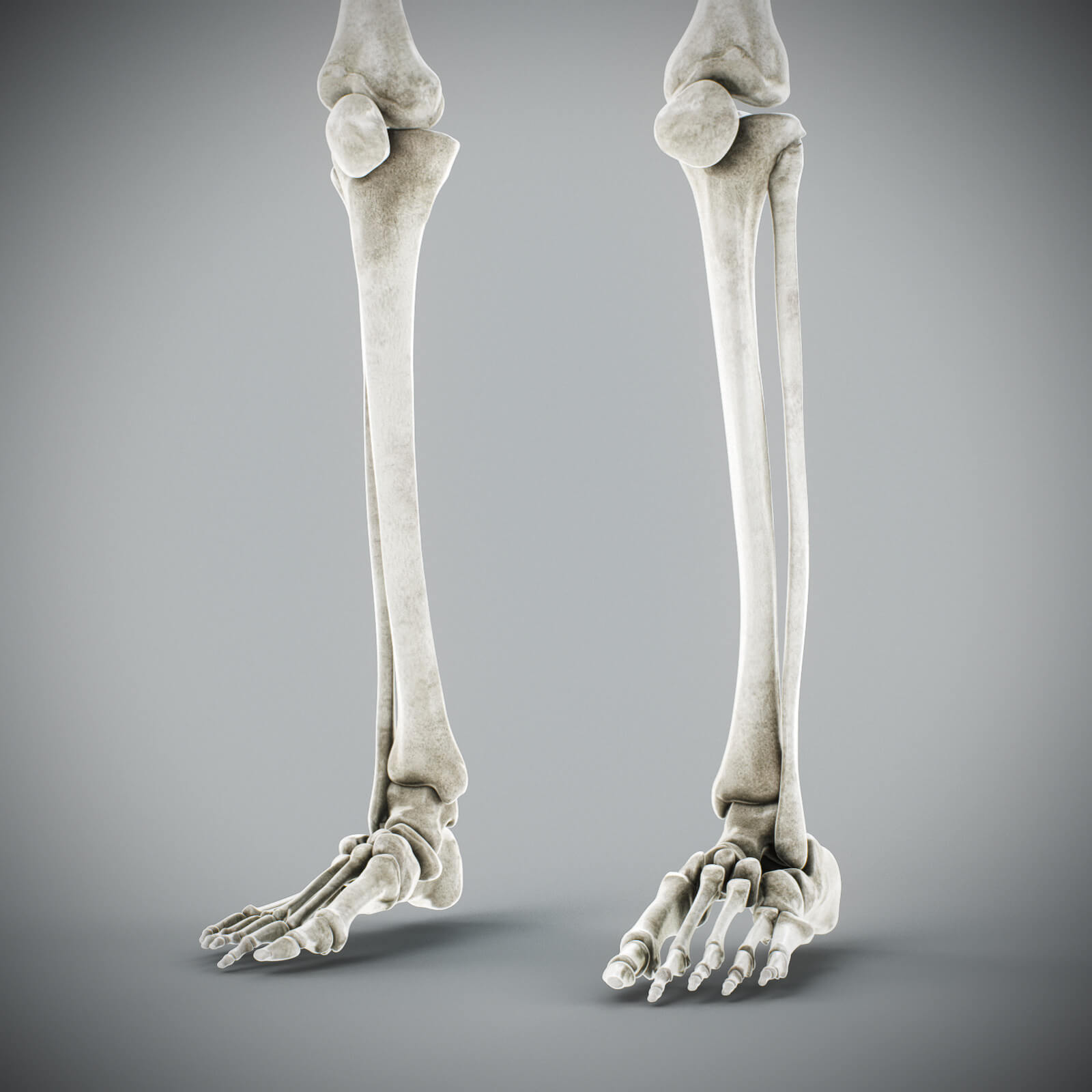Human Male Skeletal Anatomy - 3D Model by NoneCG