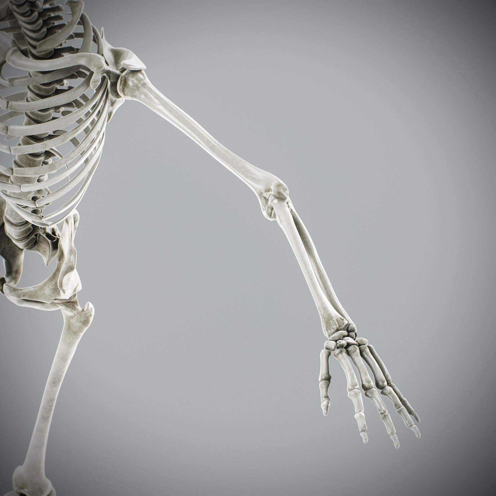 Human Male Skeletal Anatomy - 3D Model by NoneCG