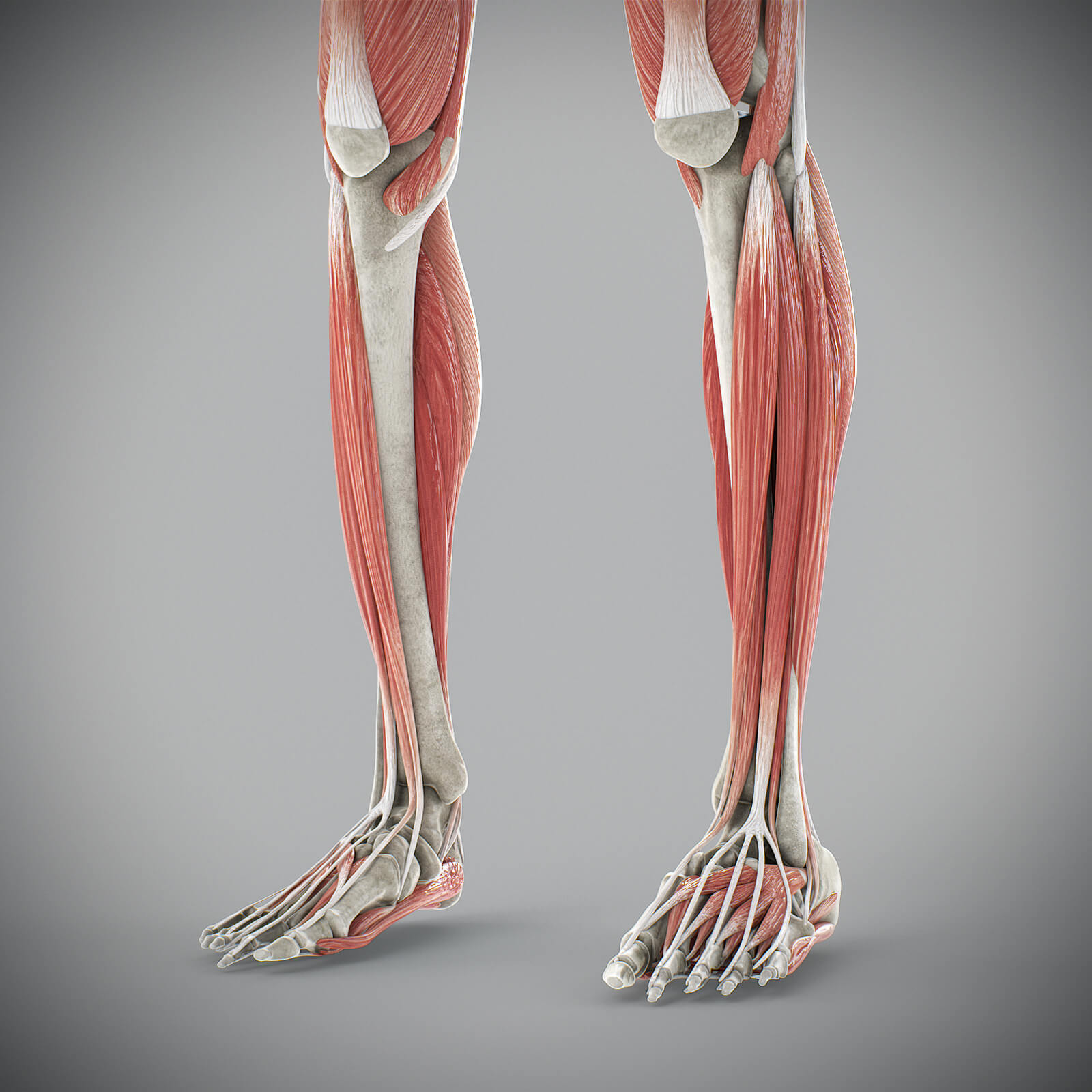 Human Male Skeletal and Muscular Anatomy - 3D Model by NoneCG