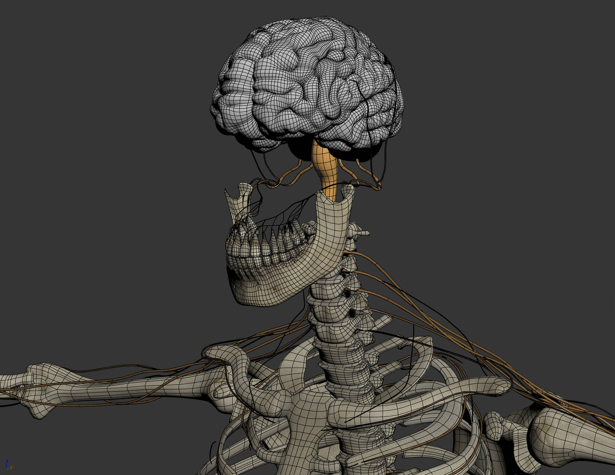 Human Male Skeletal and Nervous System Anatomy - 3D Model by NoneCG