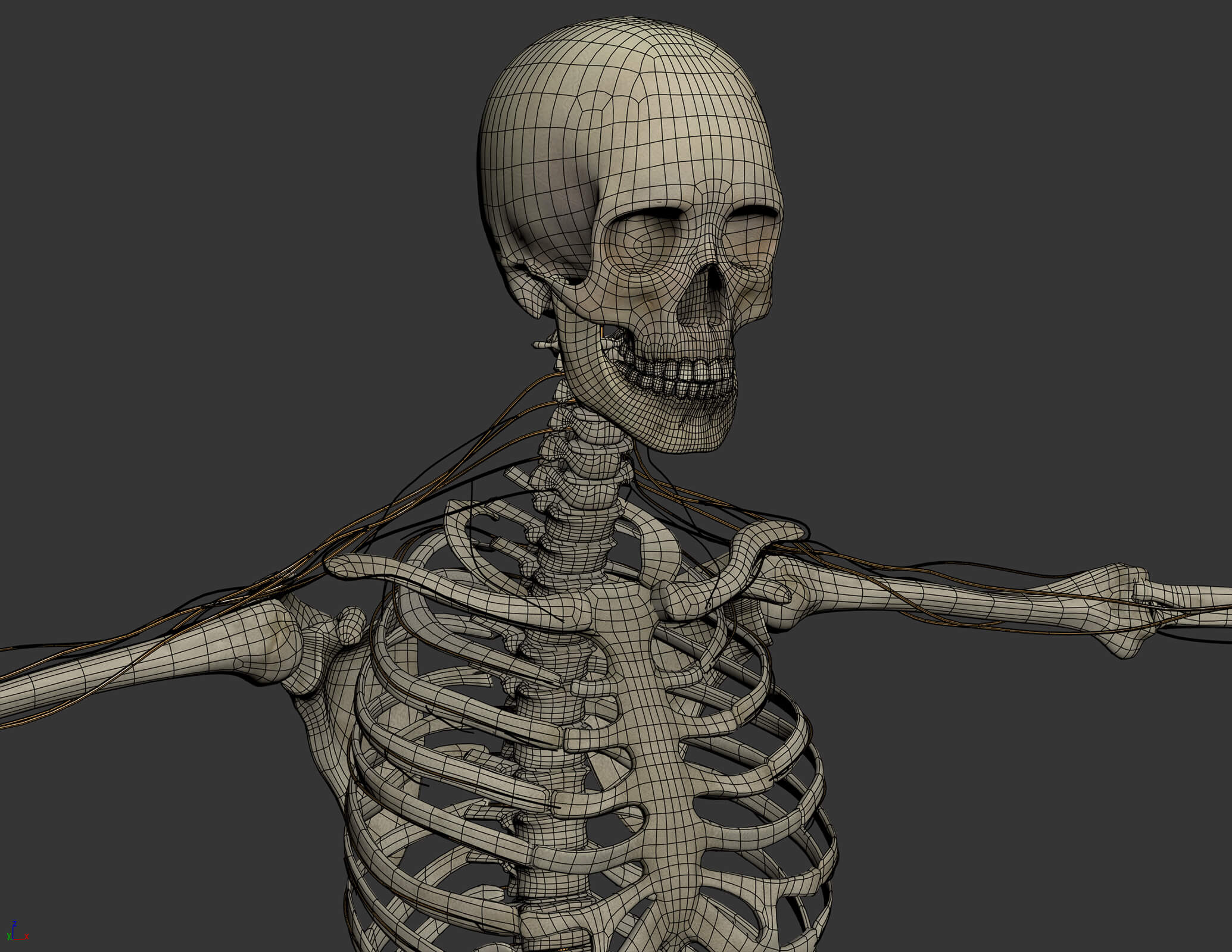 Human Male Skeletal and Nervous System Anatomy - 3D Model by NoneCG