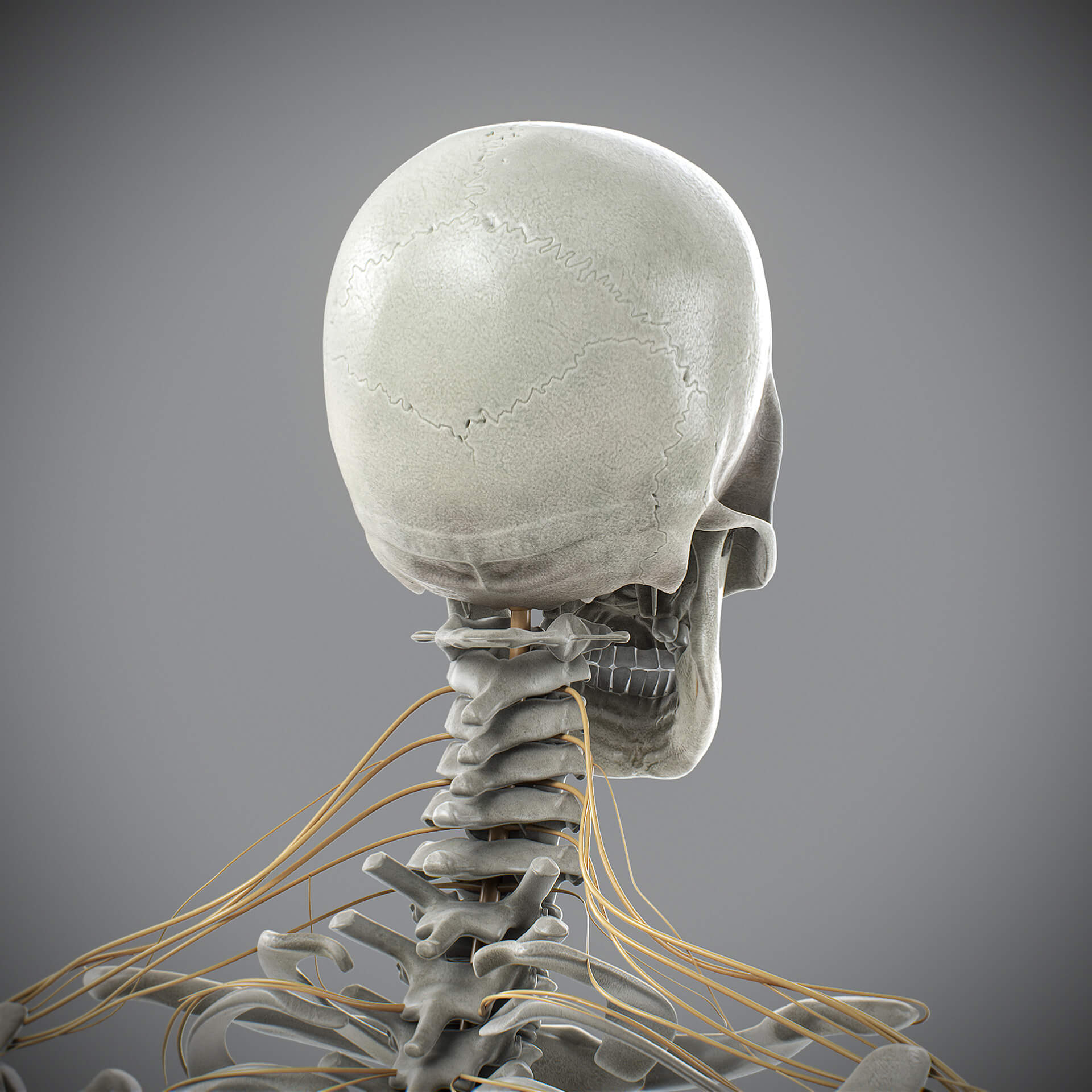Human Male Skeletal and Nervous System Anatomy - 3D Model by NoneCG
