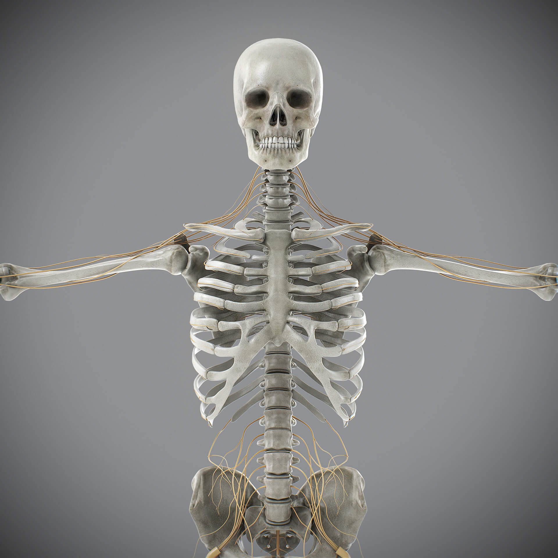 Human Male Skeletal and Nervous System Anatomy - 3D Model by NoneCG