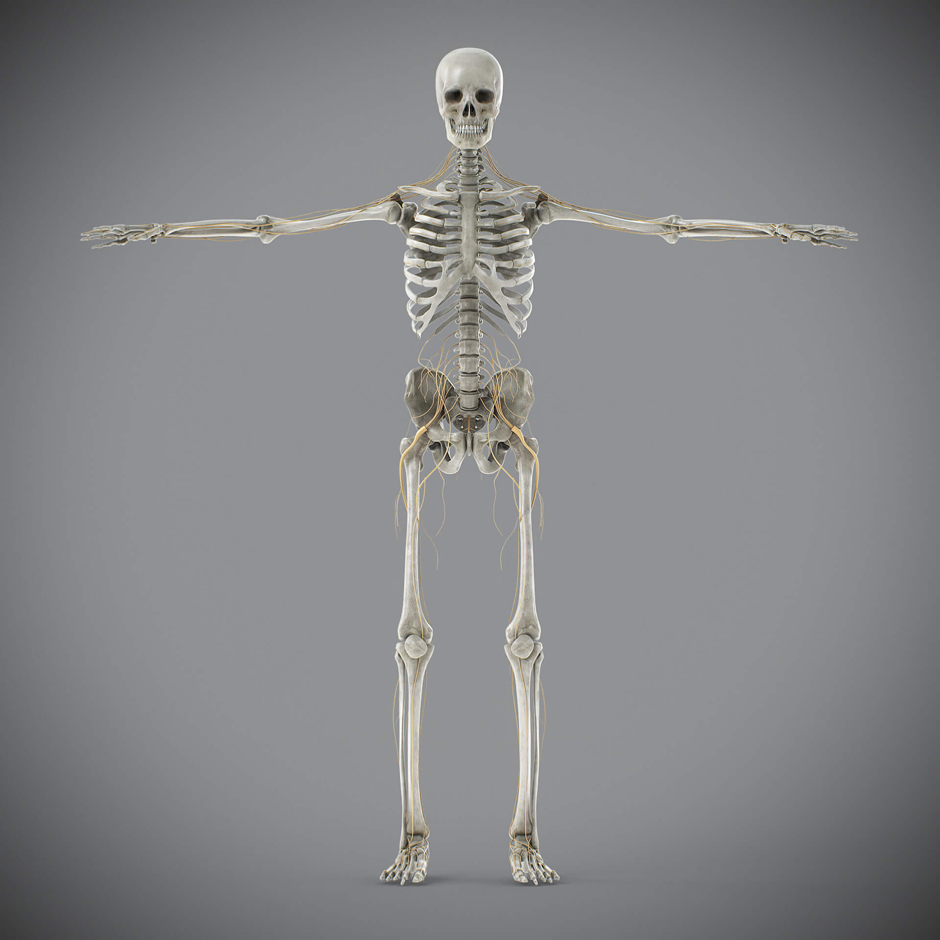 Human Male Skeletal and Nervous System Anatomy - 3D Model by NoneCG