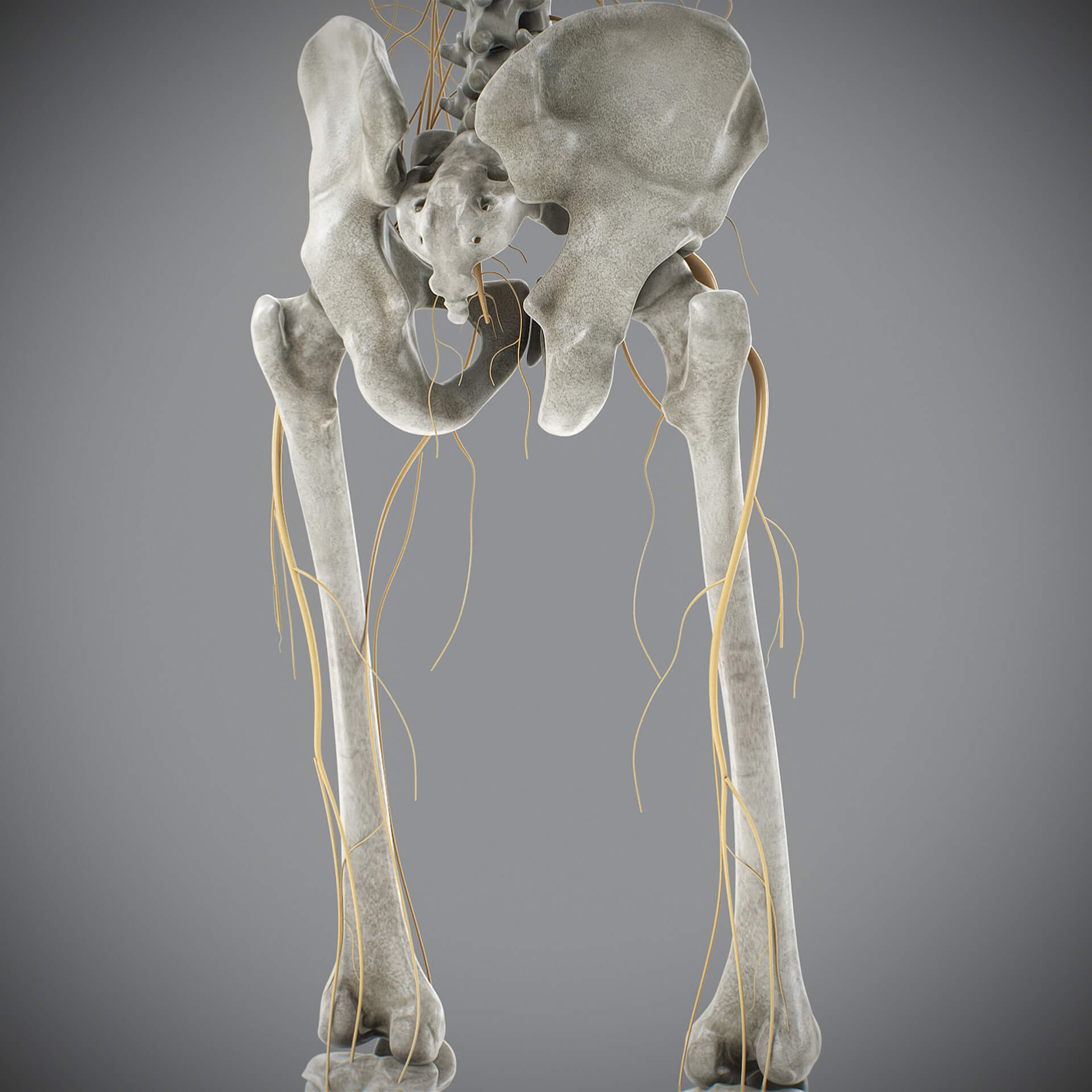 Human Male Skeletal and Nervous System Anatomy - 3D Model by NoneCG