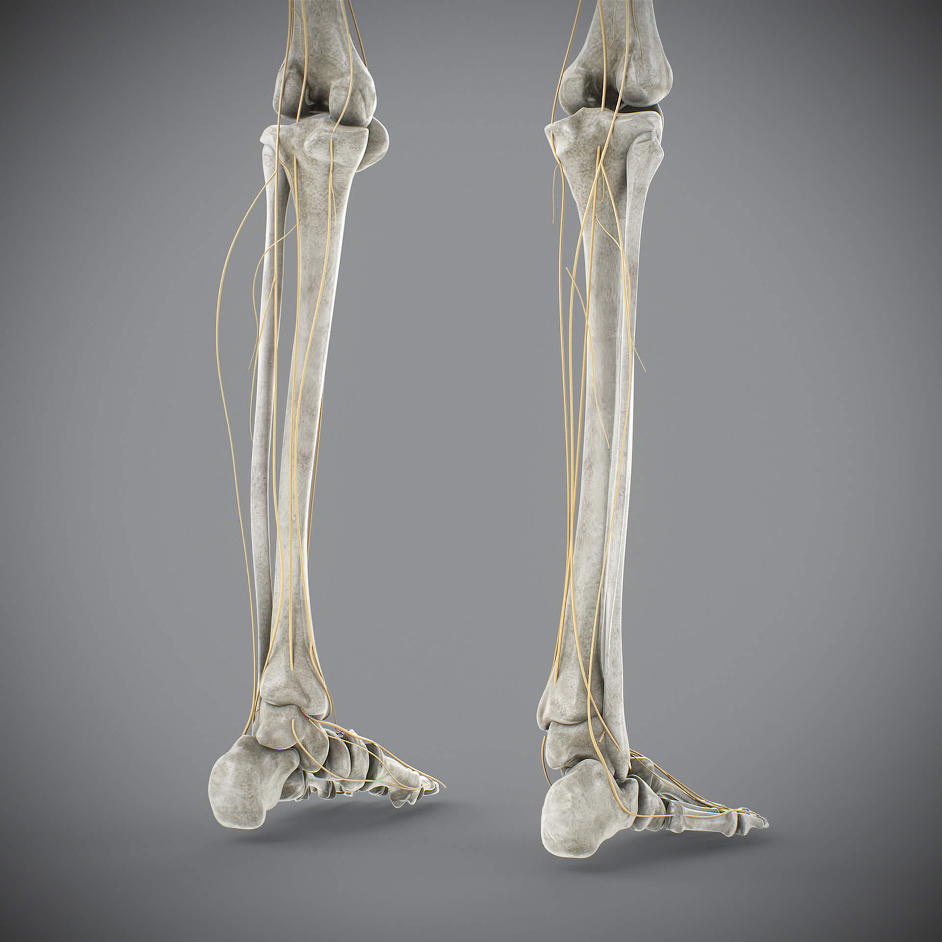 Human Male Skeletal and Nervous System Anatomy - 3D Model by NoneCG