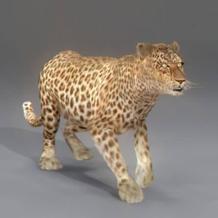Leopard - 3D Model by NoneCG