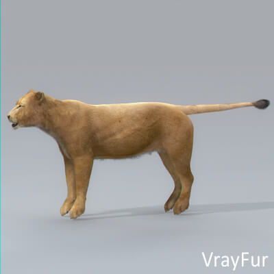 Lioness - 3D Model by NoneCG