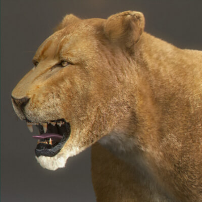 Lioness - 3D Model by NoneCG