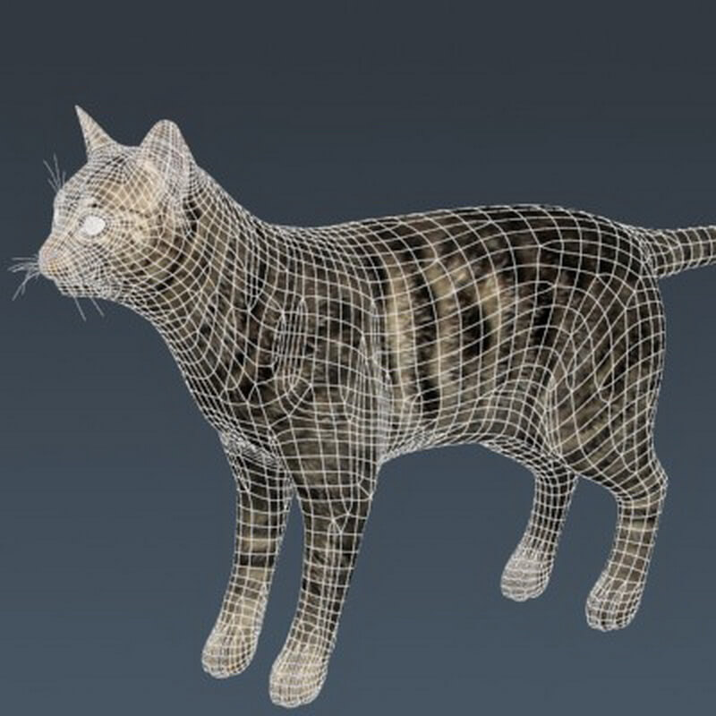 Cat 3d model