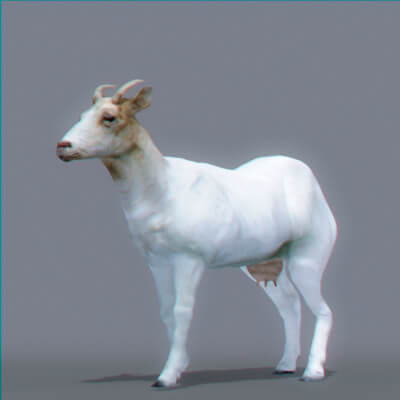 Rigged Goat - 3D Model by NoneCG