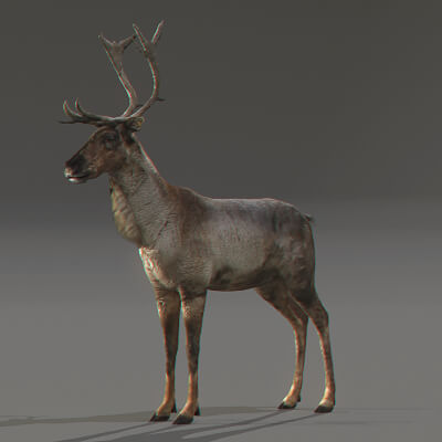 Rigged Reindeer - 3D Model by NoneCG