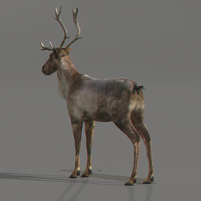Rigged Reindeer - 3D Model by NoneCG