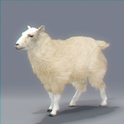 Rigged Sheep - 3D Model by NoneCG