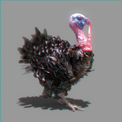 Turkey - 3D Model by NoneCG