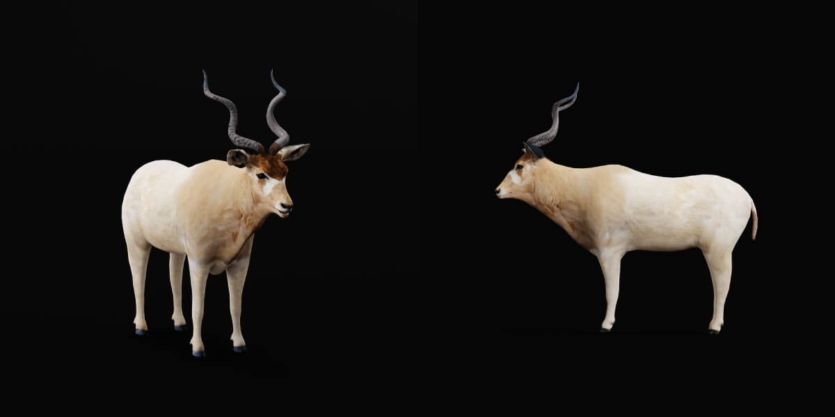 Addax Antelope - 3D Model by Nyilonelycompany