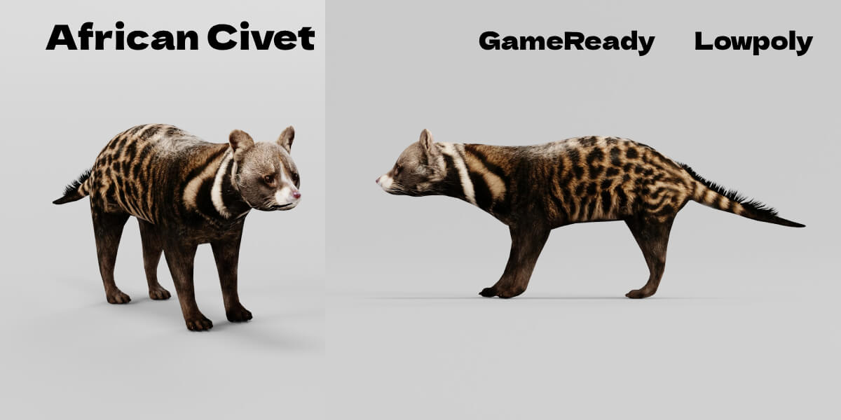African Civet Cat - 3D Model by Nyilonelycompany