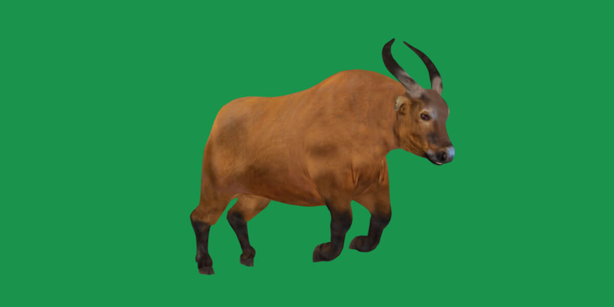 African Dwarf Forest Buffalo - 3D Model by Nyilonelycompany