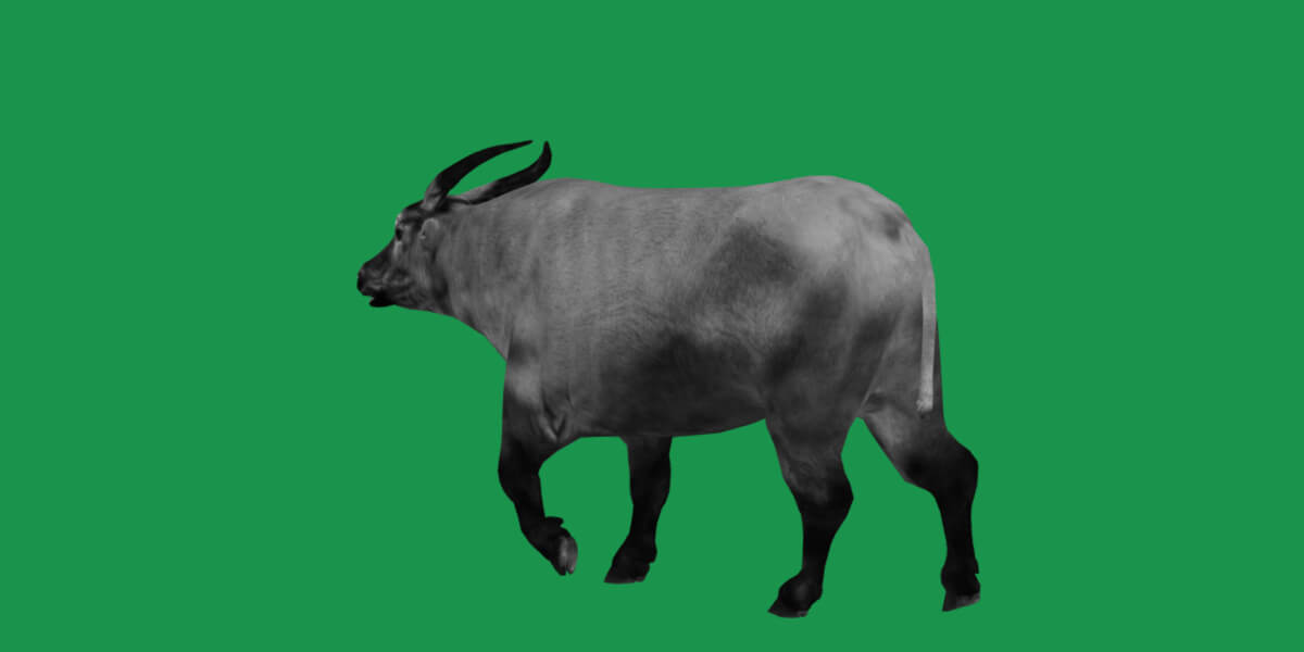 African Dwarf Forest Buffalo - 3D Model by Nyilonelycompany