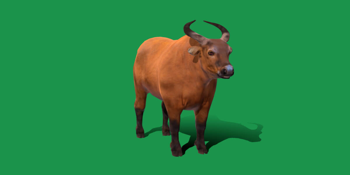 African Dwarf Forest Buffalo - 3D Model by Nyilonelycompany