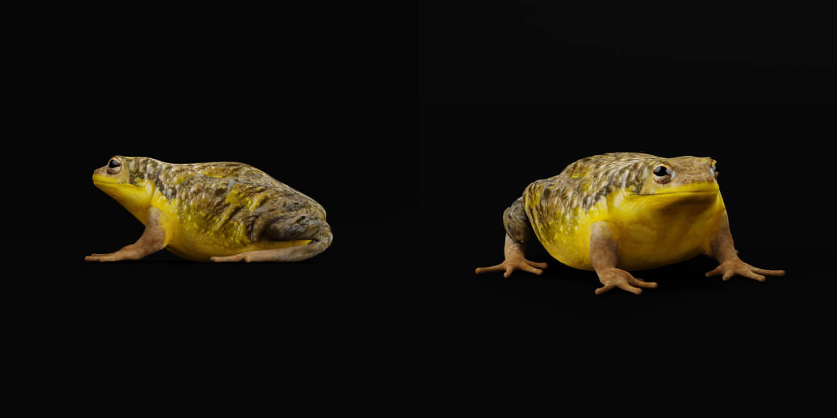 African Giant Bullfrog - 3D Model by Nyilonelycompany